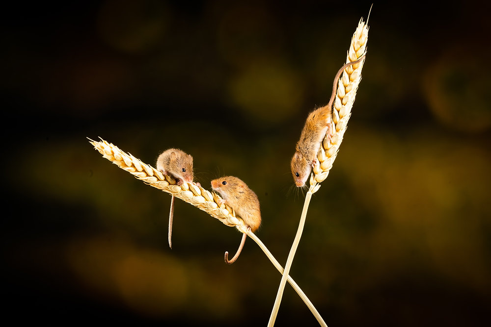 Lord Rodent (Ninkilim) Sumerian Pest God