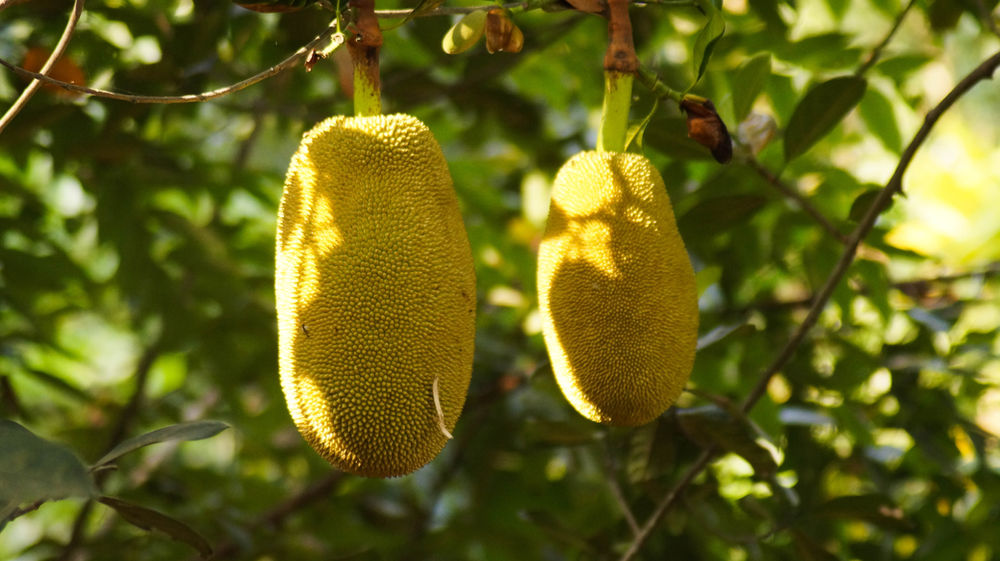 The Largest Tree Fruit in the World - Jackfruit