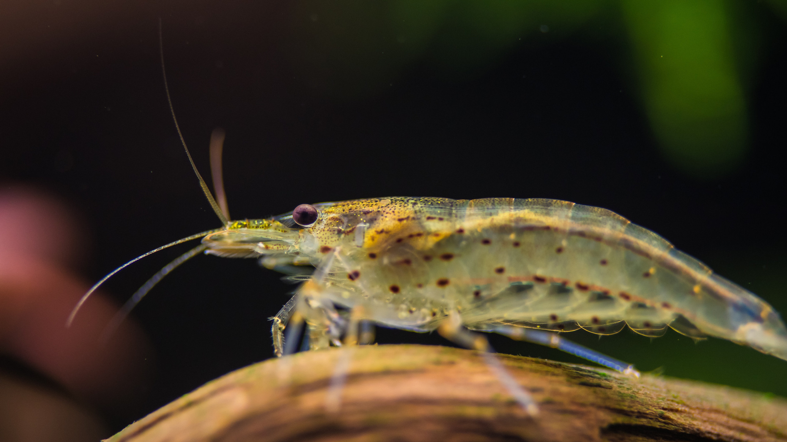 FACTS ABOUT DECAPOD CRUSTACEANS Crustacean Compassion facts-about-decapod-crustaceans-crustacean-compassion