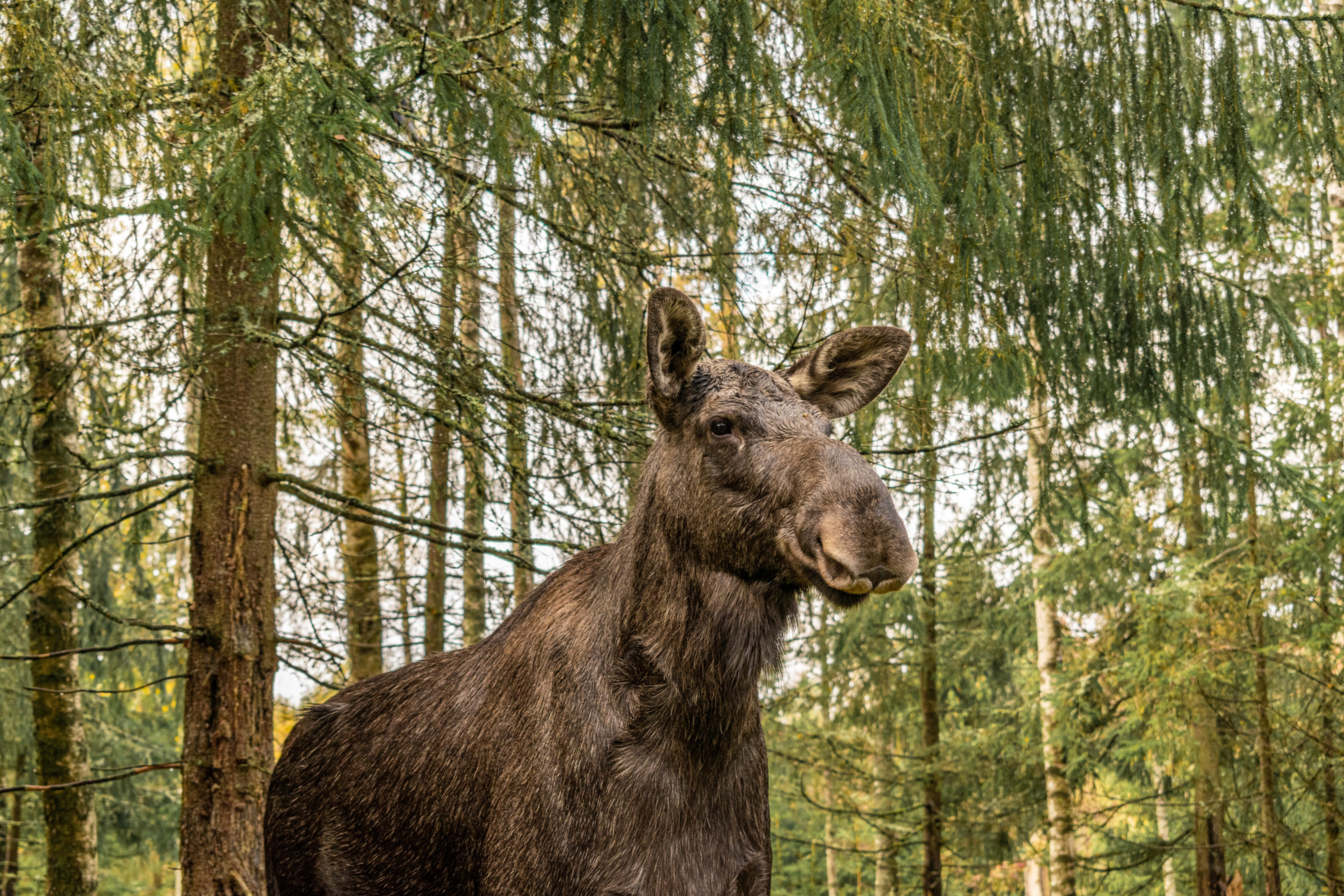 Image by Jesse De Backer.jpg