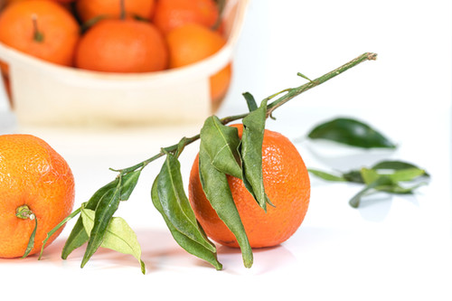 Tango Mandarin Tree (1-2 Feet) | Georgia Grown Citrus