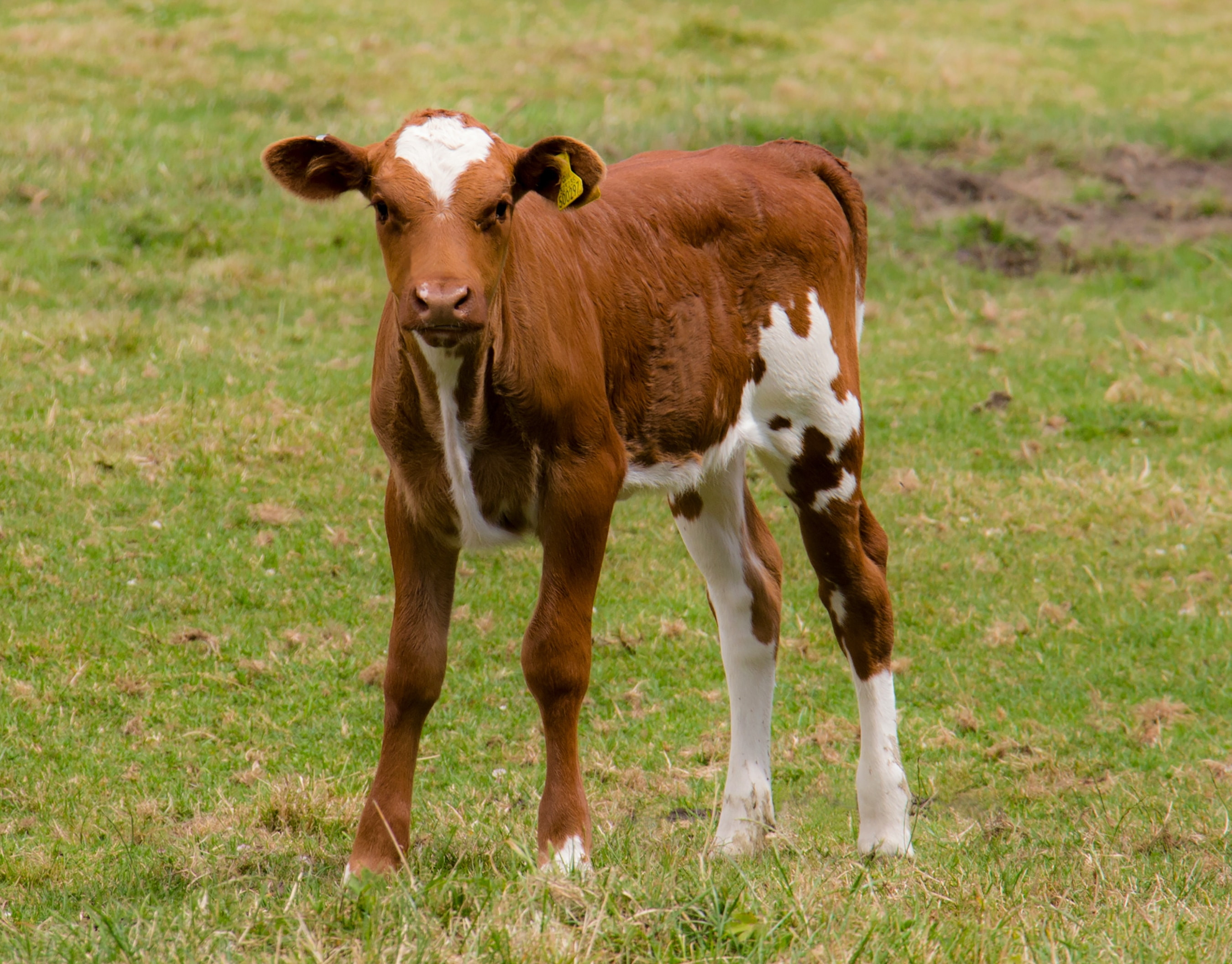 Pee Wee Beef Cattle Showmanship