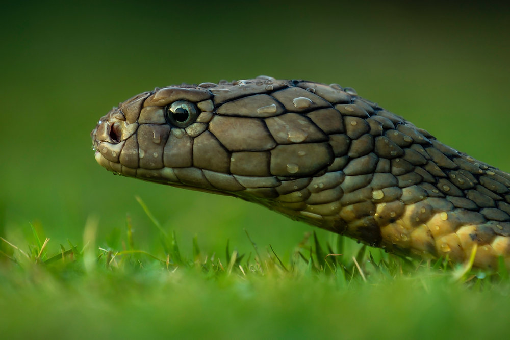 Cobra Meaning Definition Features Of Cobra