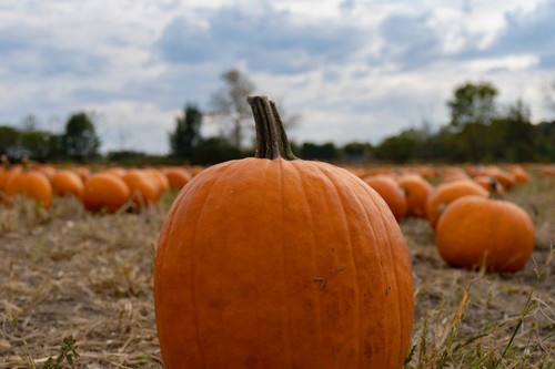 Pumpkin 'Kratos' | ThePackingShedTamar