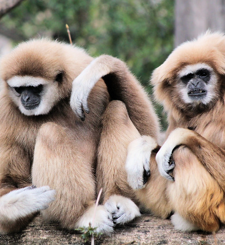 News & Resources | Wayan Jarrah Sastrawan