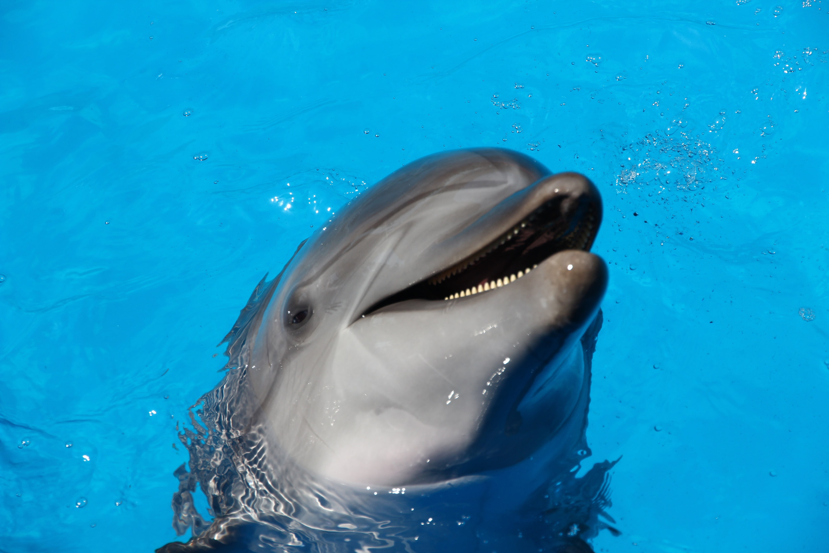 Dolphin Talk Testing | HK Maritime Museum