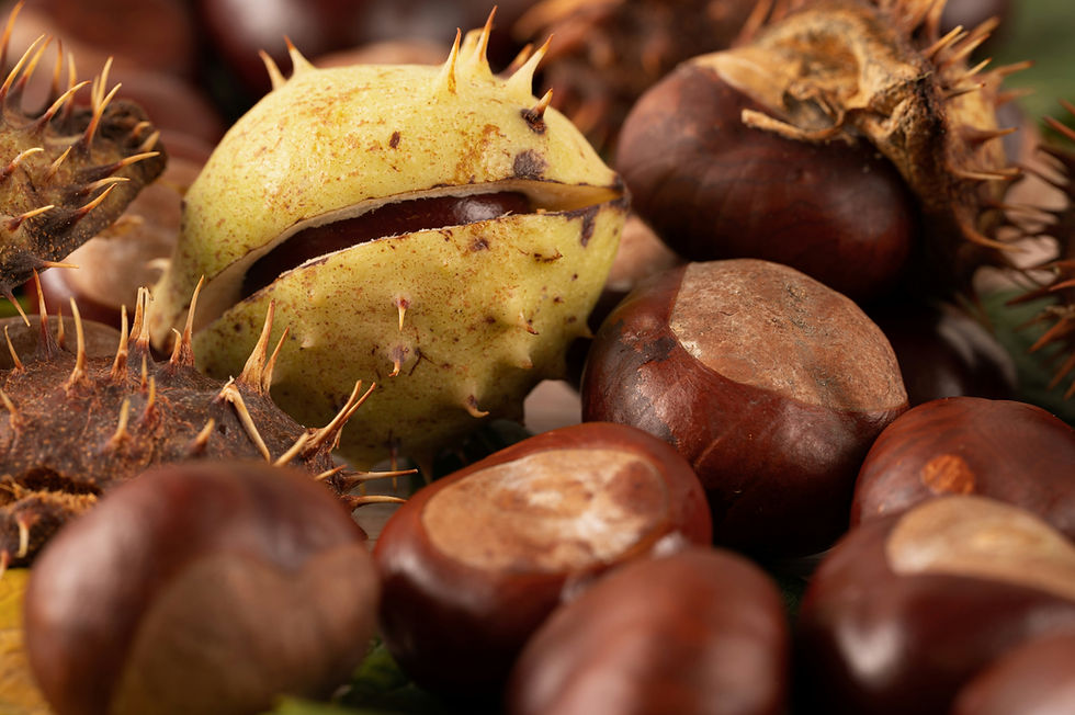 Foraging: How to Identify Horse Chestnuts (Conkers) and Sweet Chestnuts
