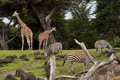 Dickerson Park Zoo | Welcome to SGF Mag