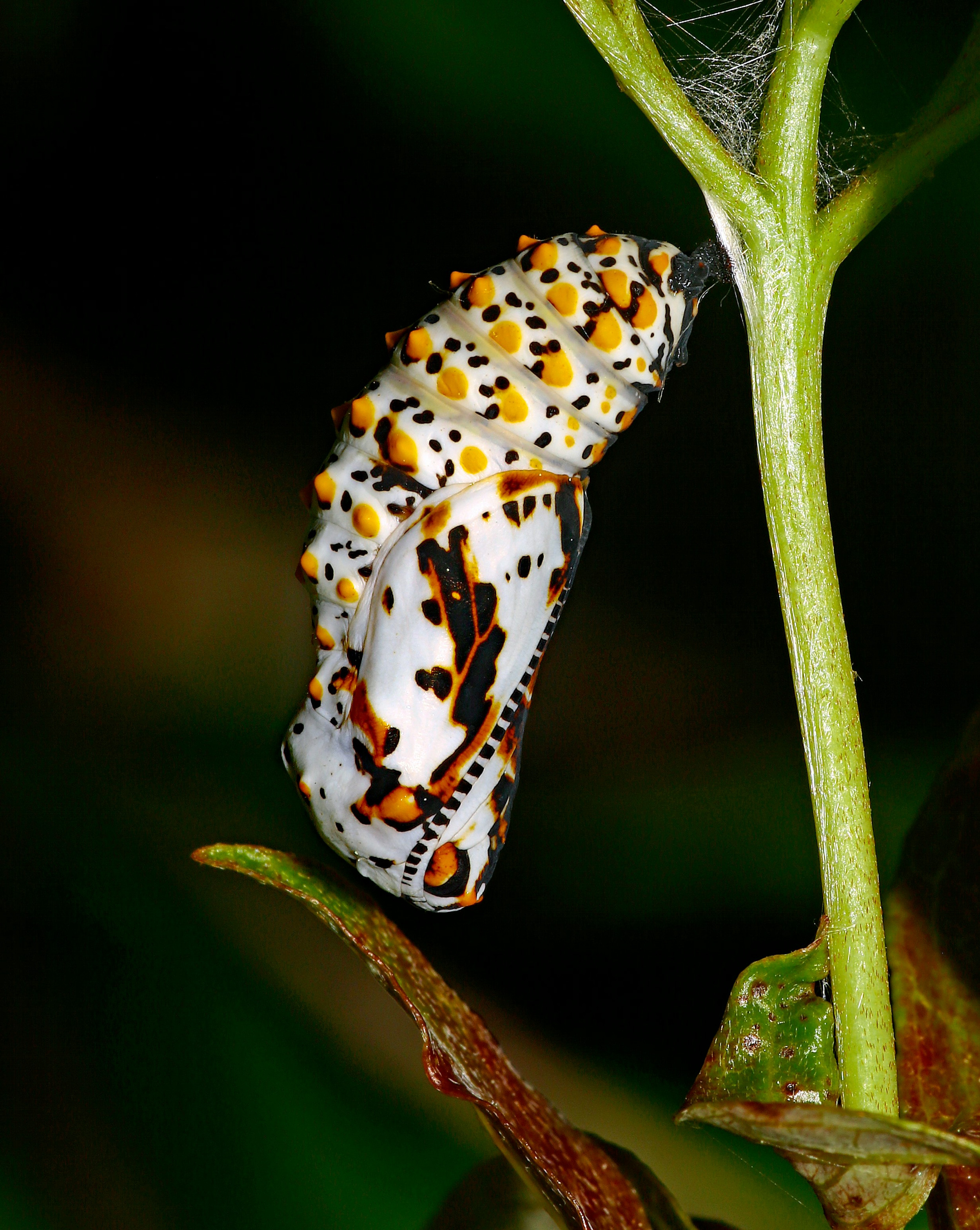 Chrysalis | Earth Astrology
