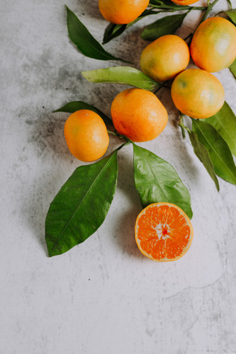 Dancy Mandarin (2-3 Feet) | Georgia Grown Citrus