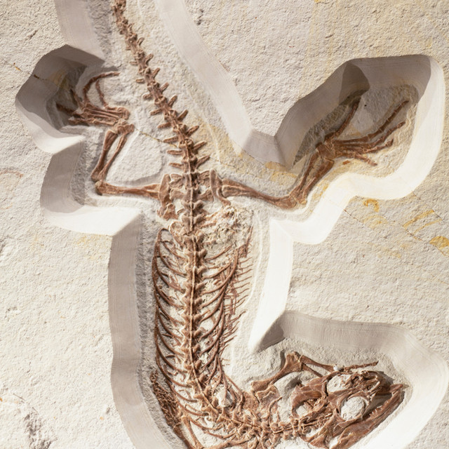 Skull Duggery | Museum Quality Skull Replicas