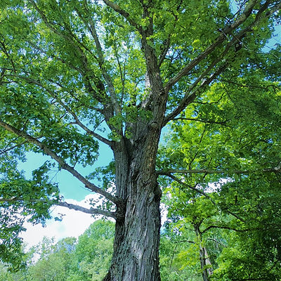 Amberwood | Amberwood Property Owners' Association | Humble