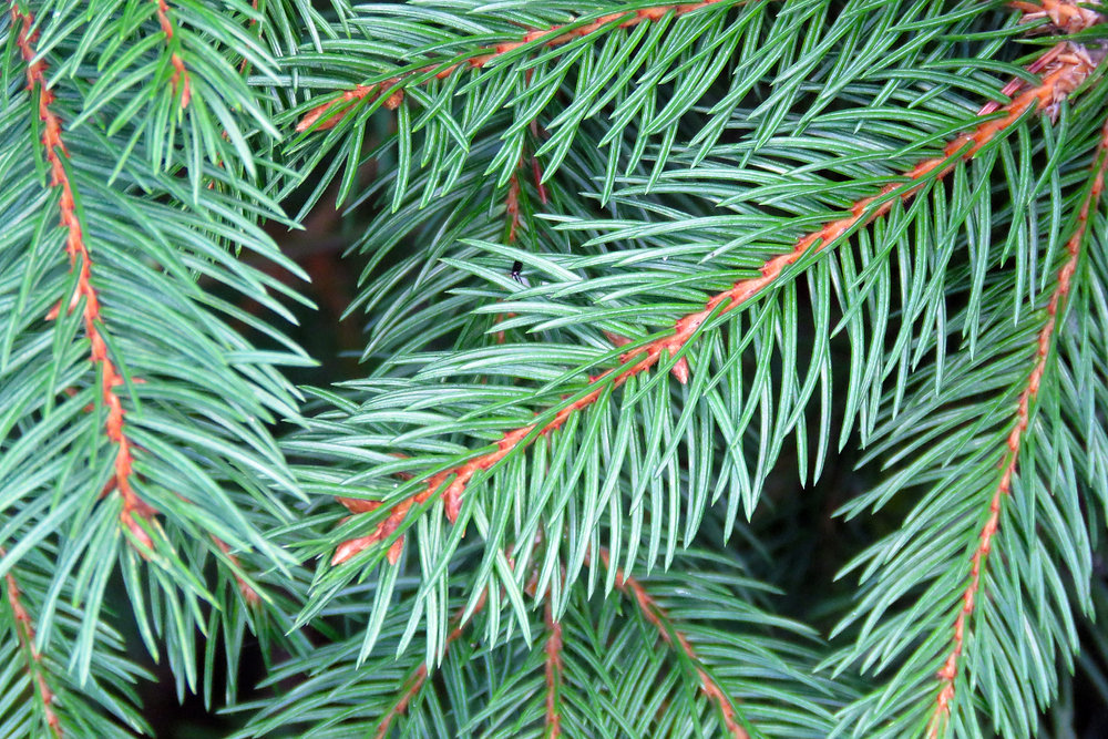 Pruning Dwarf Conifer Tree