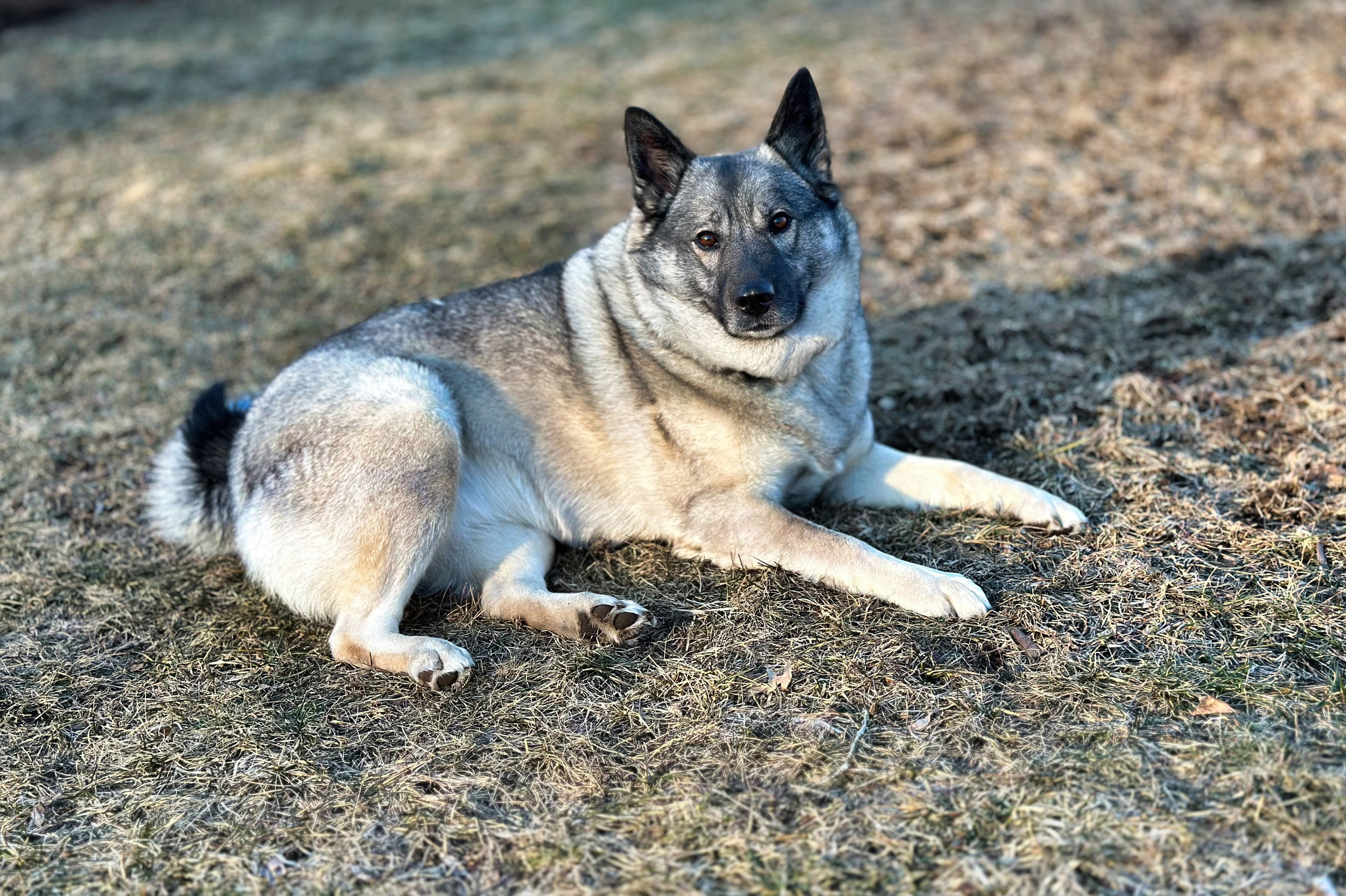 Norwegian Elkhound | Seattle Purebred Dog Rescue