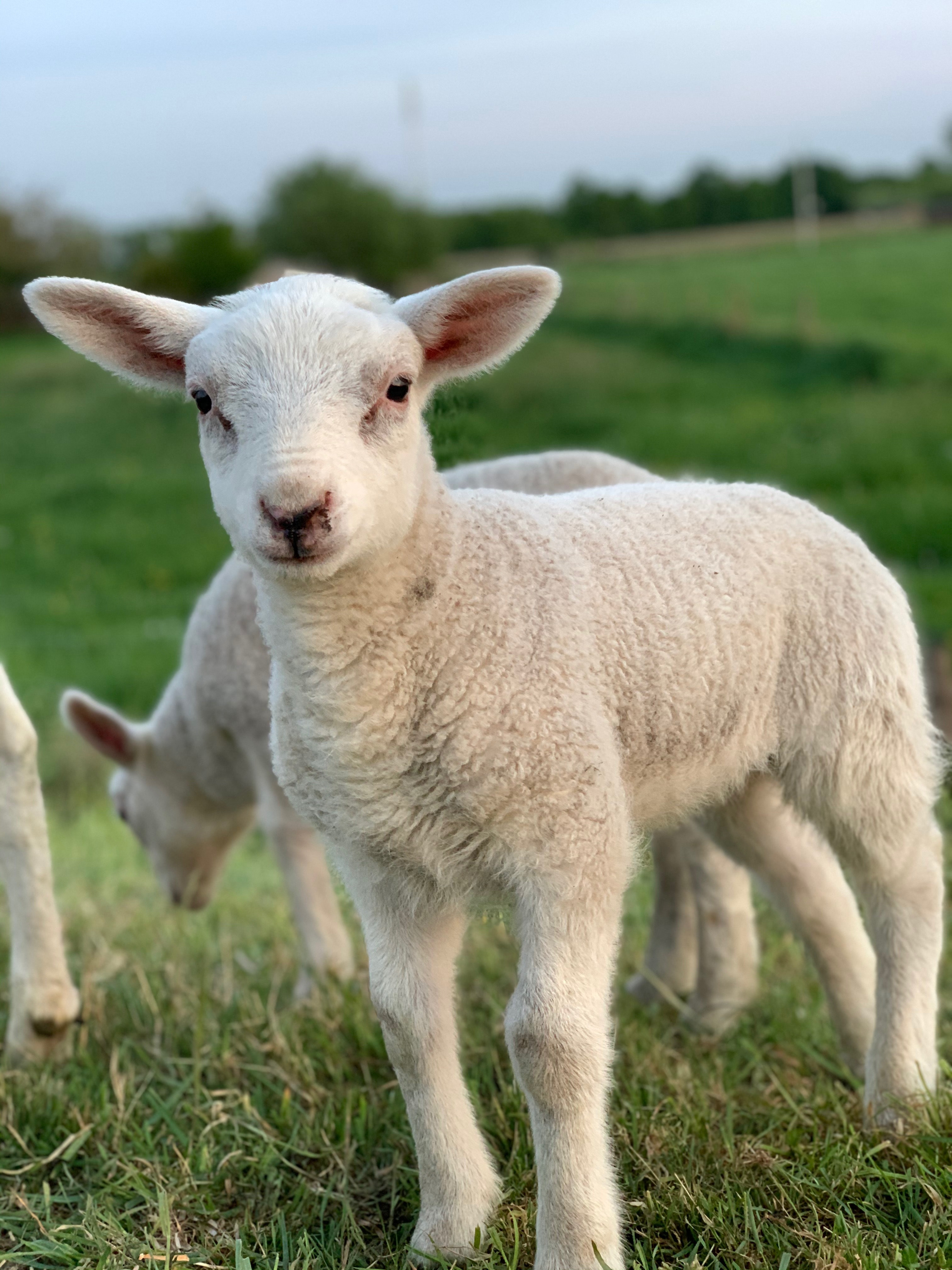 18 PERCENT LAMB GROWER MED BOV