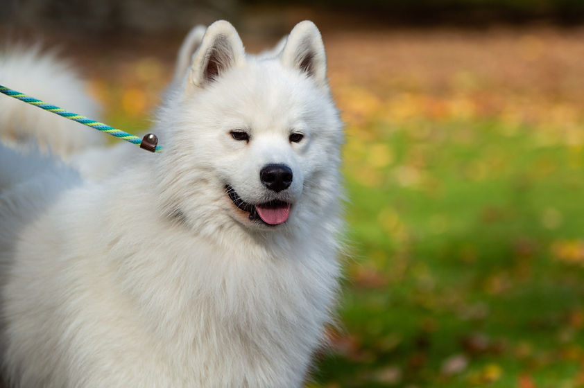 Samoyeds | NorSled