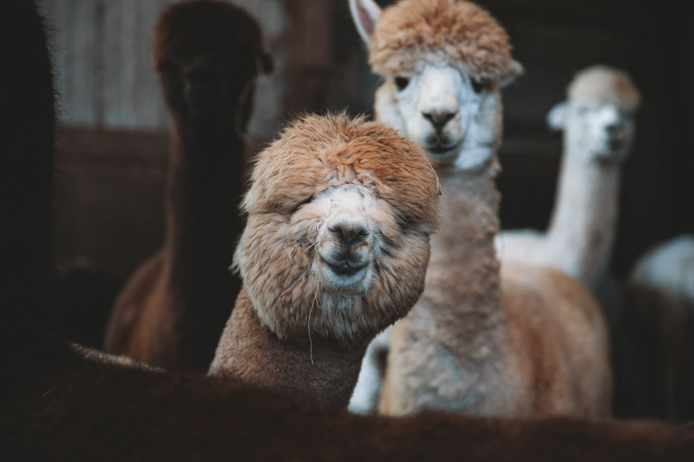 Interpretation of alpaca body language