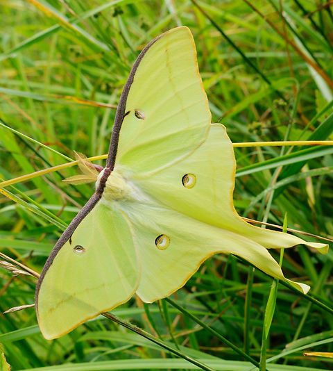 luna moth eggs