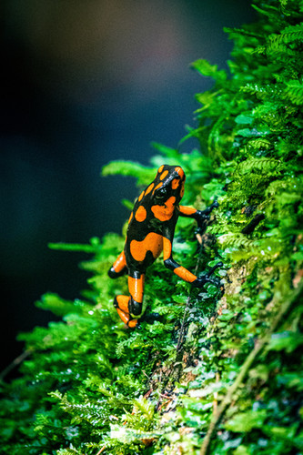 Wild Colombia: Encounters with Nature's Biodiversity (18 Days) | Chaska ...