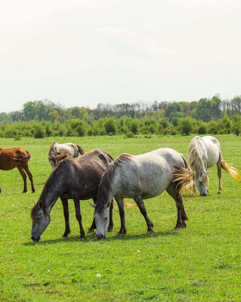 Understanding Equine Psychology: Insights into Horse Behavior for ...