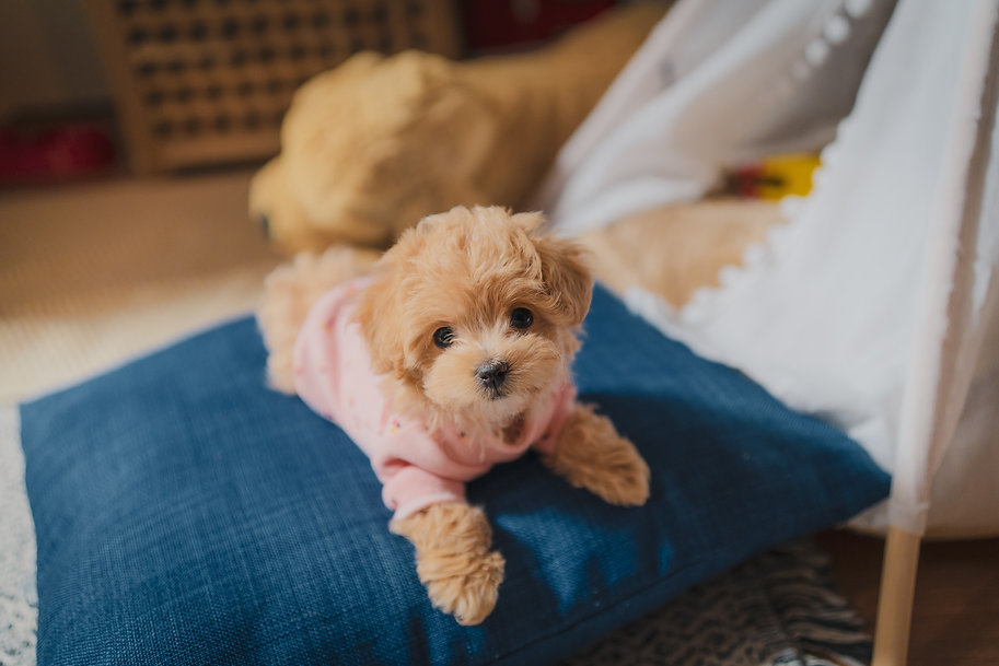 Posh Puppies Indiana | Puppies for Sale | Indiana Puppy Breeder Posh Puppies Indiana | Puppies for Sale | Indiana Puppy Breeder