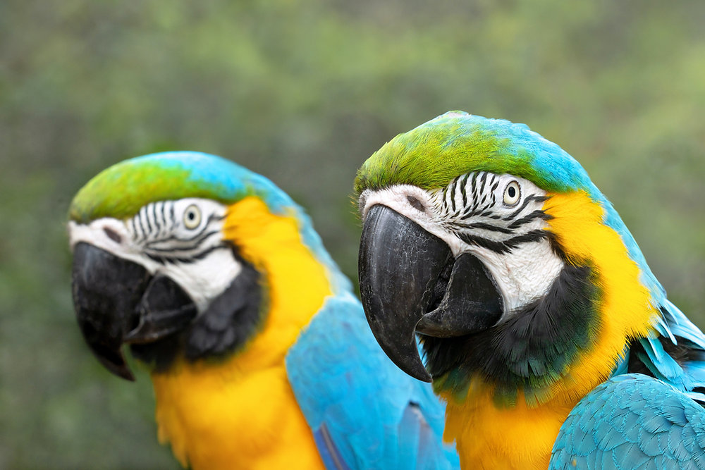 Birds as Pets: Yay or Nay? 🐦 Do birds make good pets?