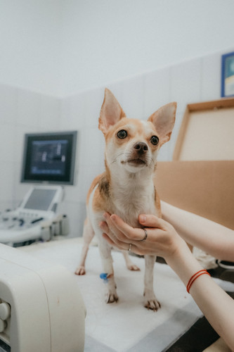 Veterinary Skin Staplers | Doctor Shark Animal
