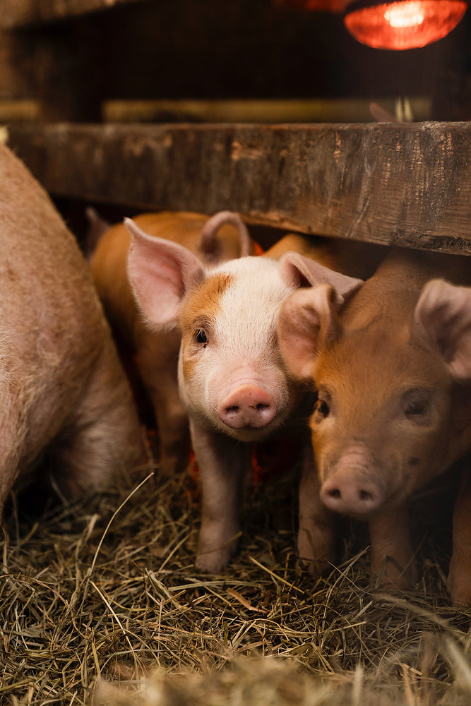 What Kind of Insurance Do You Need for a Hog Farm?