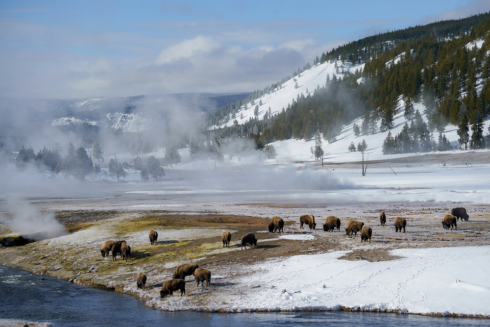 Winter at Yellowstone - A Magical Season of Silence and Wonder.