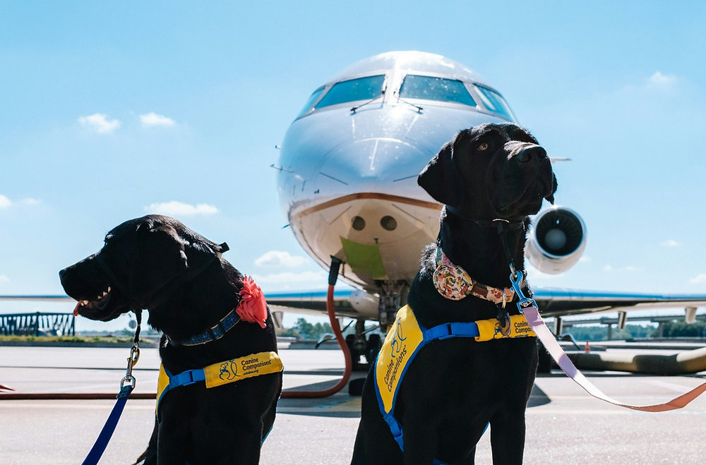 CDC Dog Import Requirements 2026: Dog Import Form, Microchip & Rabies ...