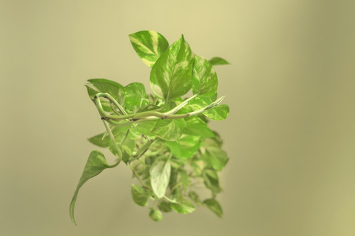 POTUS-M | HERBARIO PLANT