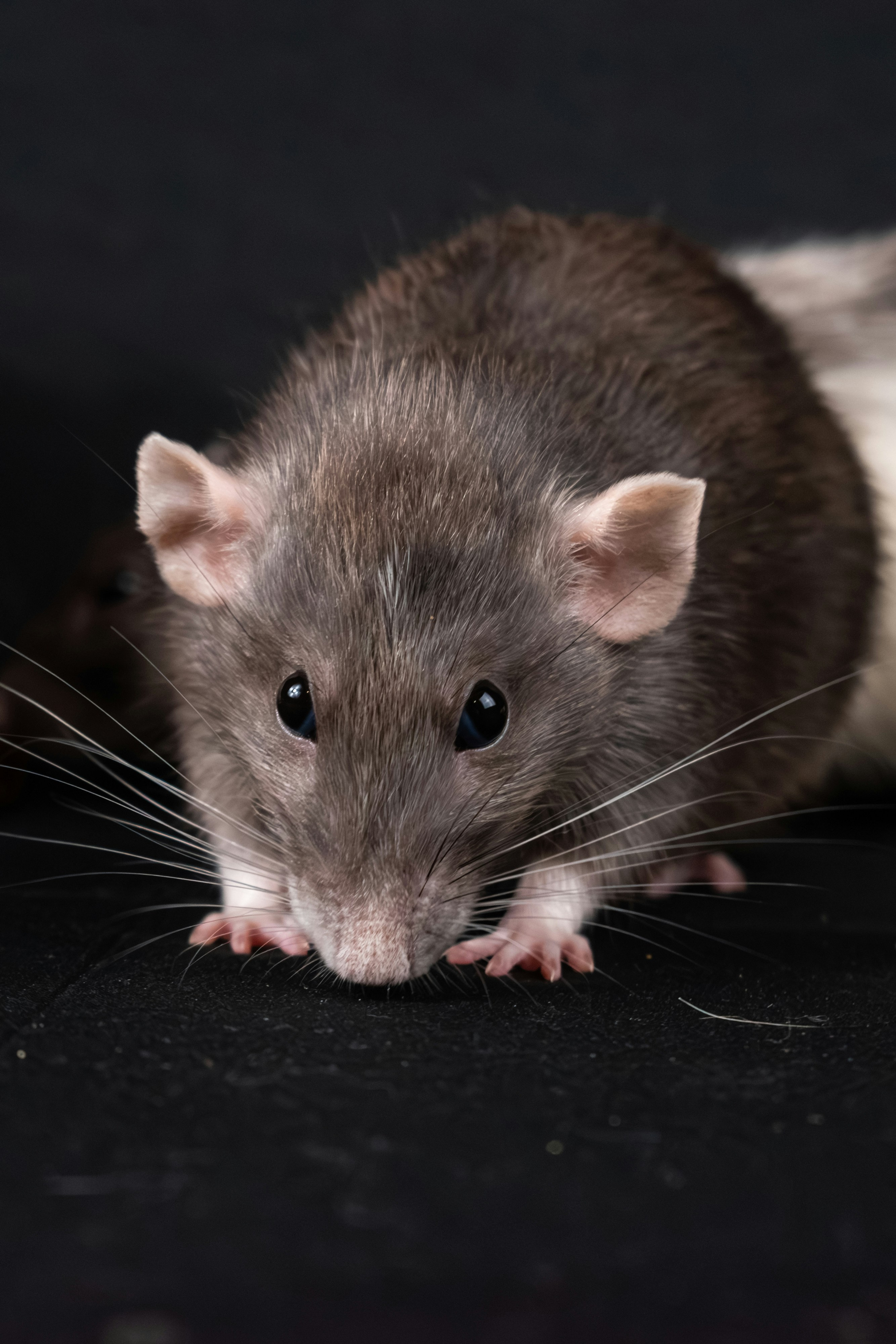 Rodent Control | SafeNest Pest Solutions