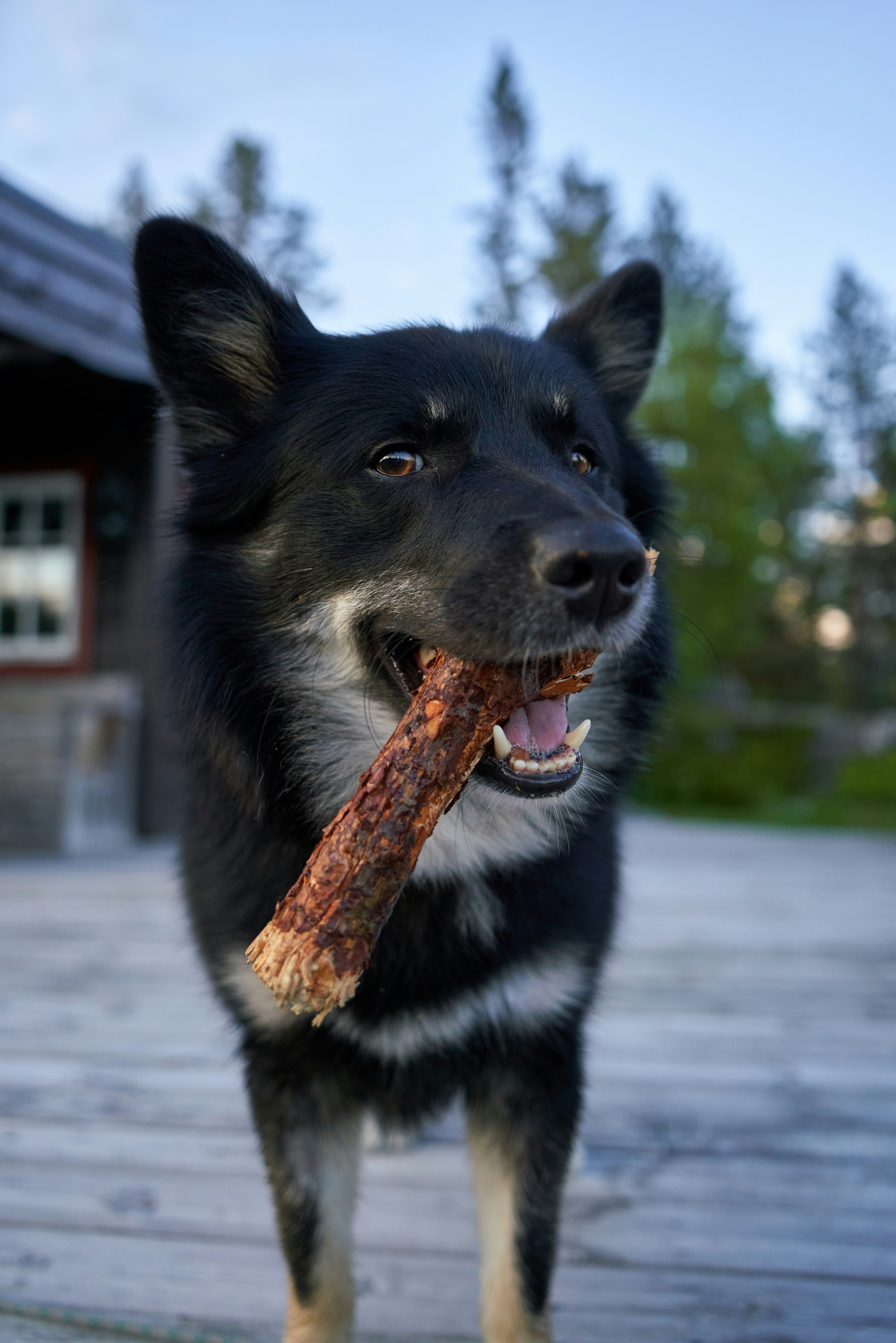 Elevate Your Dog's Dental Health with Raw Meaty Bones and Unique ...