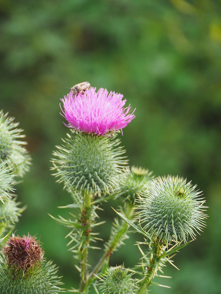 Burdock Root Benefits: A Grounding Herb for Skin, Digestion and Inner Detox