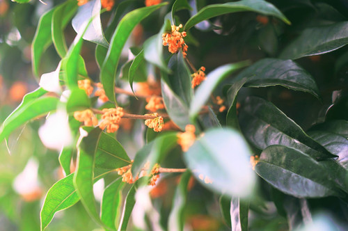 Osmanthus Absolute GOLD (Albert Vieille) | Harrison Joseph