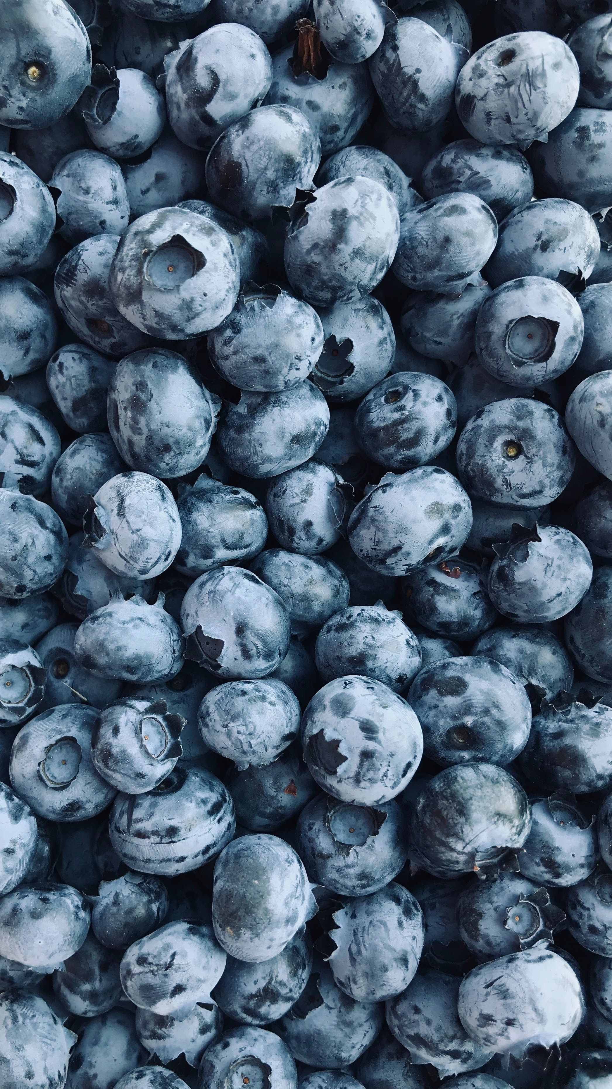 Bulk Blueberry Supplier | foodguys
