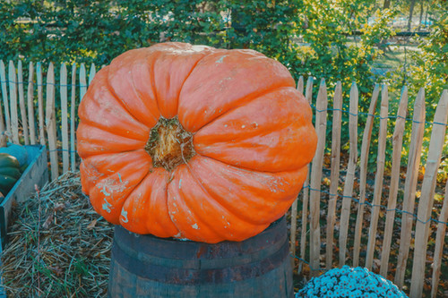 Jumbo Pumpkin | The Front Step Co