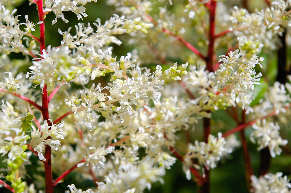 False Goat's Beard