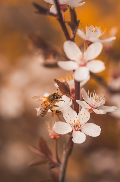 Beekeepers | Swarm | Albuquerque, NM, USA