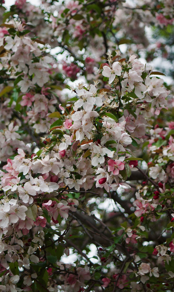 Early Spring Tree Pruning in Minnesota: What You Need to Know