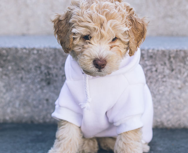 how big does a miniature cavapoo get