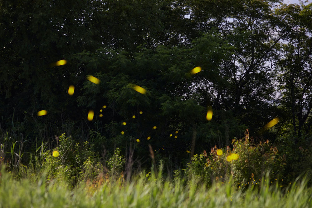 FIREFLIES: WHY DO FIREFLIES GLOW?LIGHTNING BUGS FACTS AND HOW TO ...