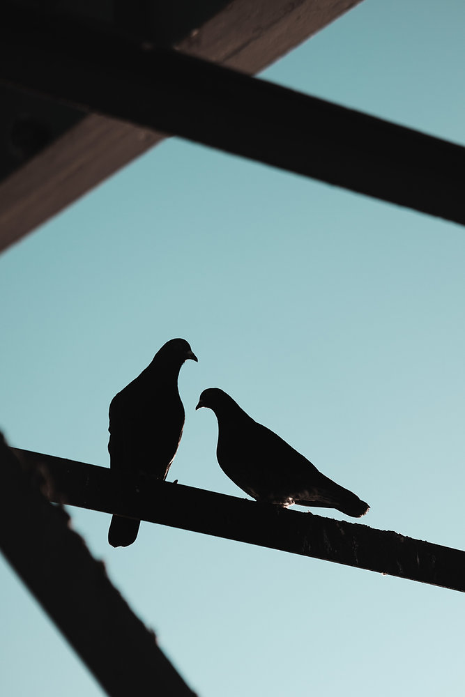 Considering OvoControl® for Pigeons this year?