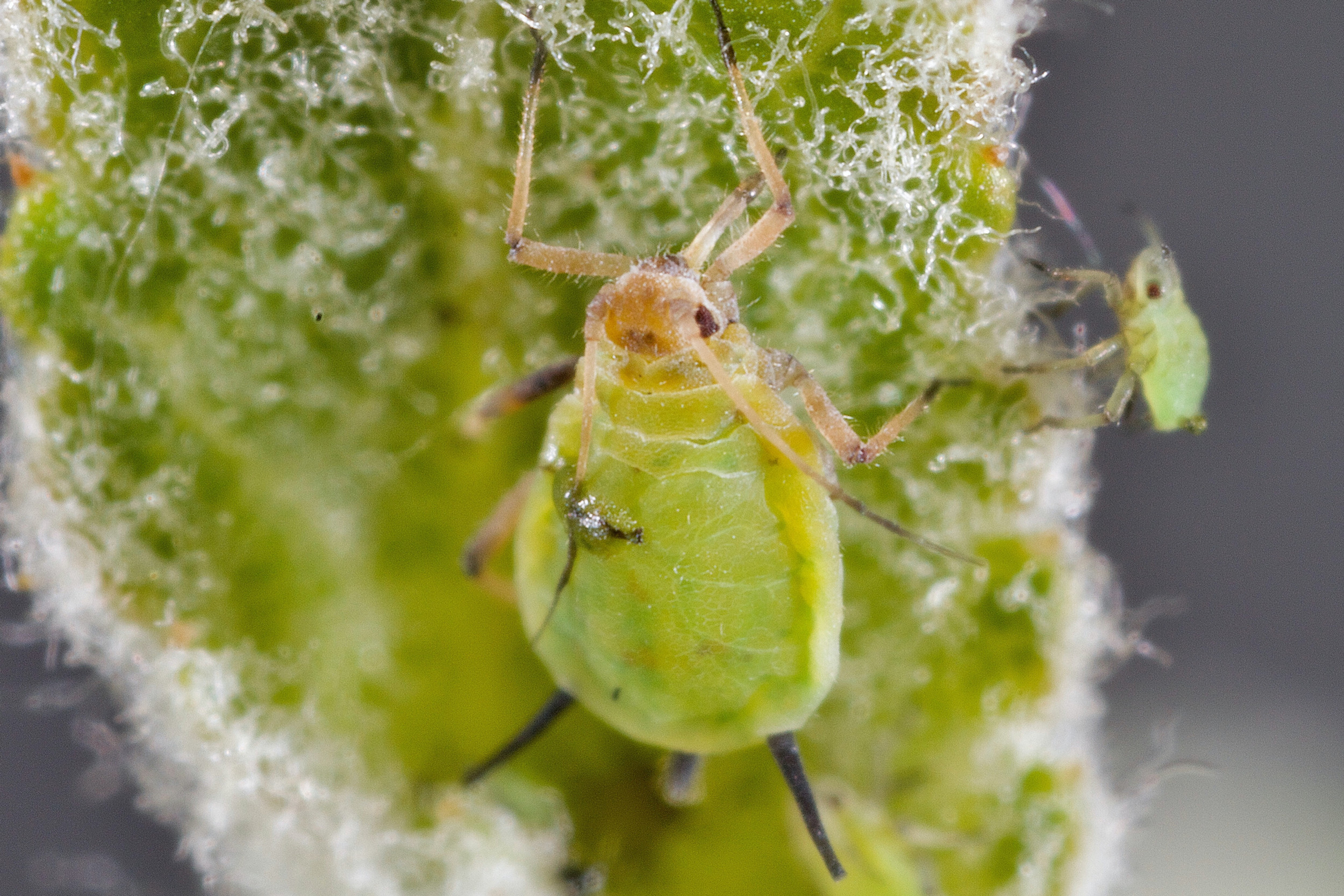Pest Control 101: Keeping Spring Garden Pests at Bay