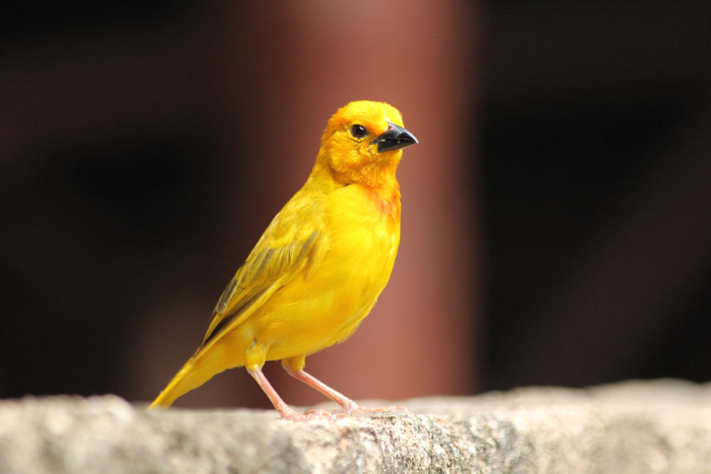 Le Canari symbolisme