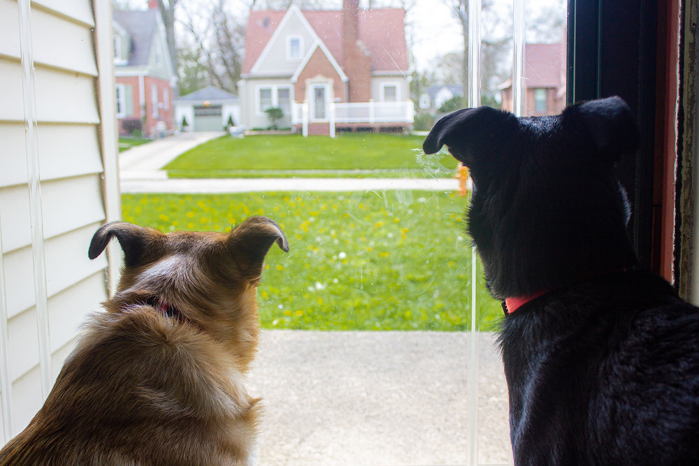 From Fence Fighting to Front Porch Peace: Curbing Territorial Behavior