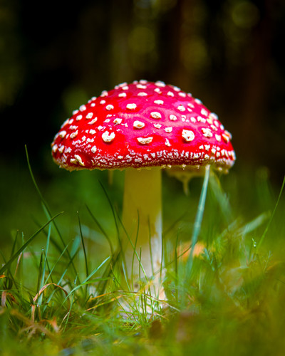 Mushrooms: Nature’s Coolest Oddballs (Family: High Cognitive ...