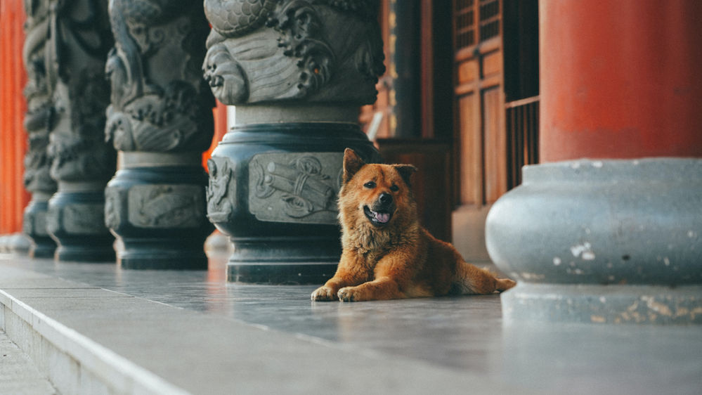 Vrste pasa, vrste za stan, čuvarske vrste, zdravlje pasa
