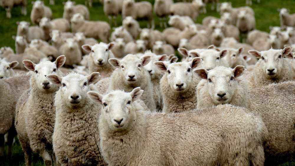 A Beginners Guide To Sheep Lamb Farming A Beginners Guide To Sheep Lamb Farming